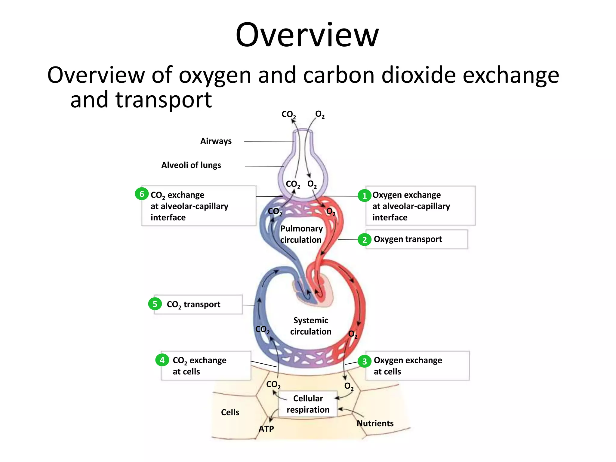 Physiology Term 2 #8 - Gas Exchange | PPT