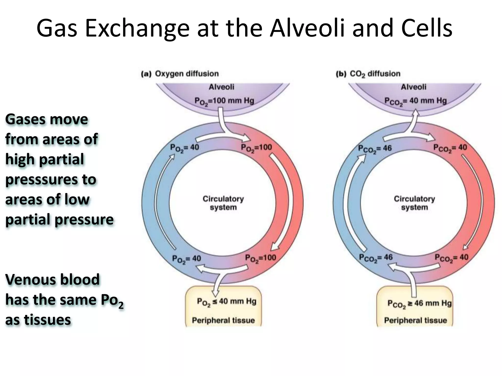 Physiology Term 2 #8 - Gas Exchange | PPT