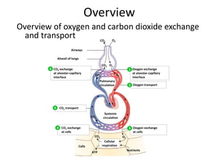 Physiology Term 2 #8 - Gas Exchange | PPT