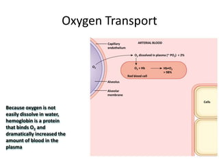 Physiology Term 2 #8 - Gas Exchange | PPT