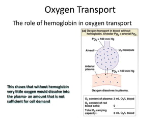 Physiology Term 2 #8 - Gas Exchange | PPT