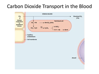 Physiology Term 2 #8 - Gas Exchange | PPT
