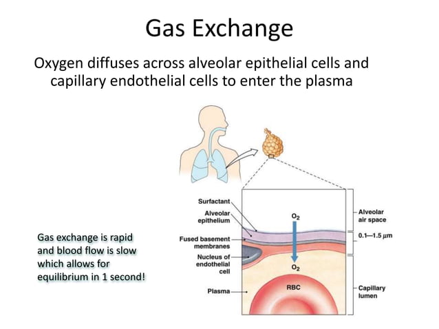 Physiology Term 2 #8 - Gas Exchange | PPT