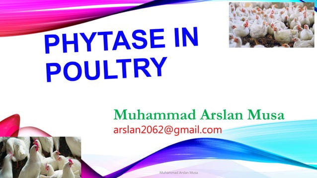 Phytase in Poultry | PPSX
