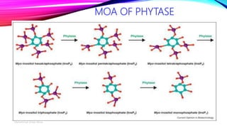 Phytase in Poultry | PPSX