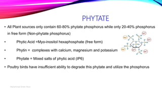 Phytase in Poultry | PPSX