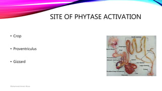 Phytase in Poultry | PPSX