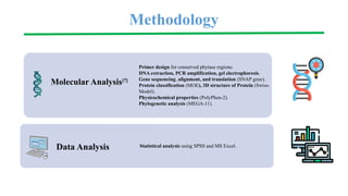 Phytase Enzymes in Aspergillus Strains.pptx