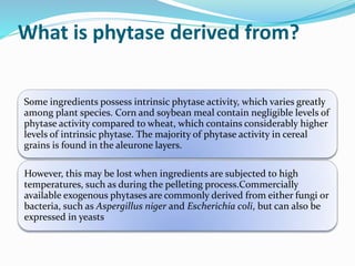 Phytase presentation a | PPTX
