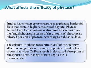 Phytase presentation a | PPTX