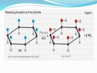 Phytase presentation a | PPTX
