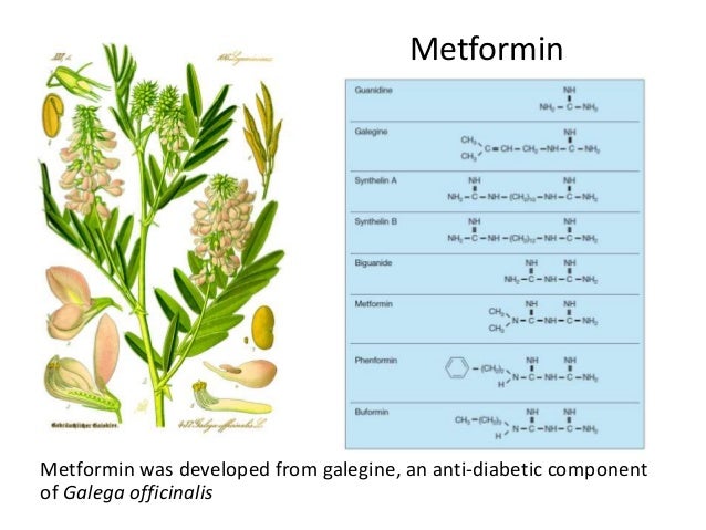 Phyto solutions for the treatment of diabetes sept 2015