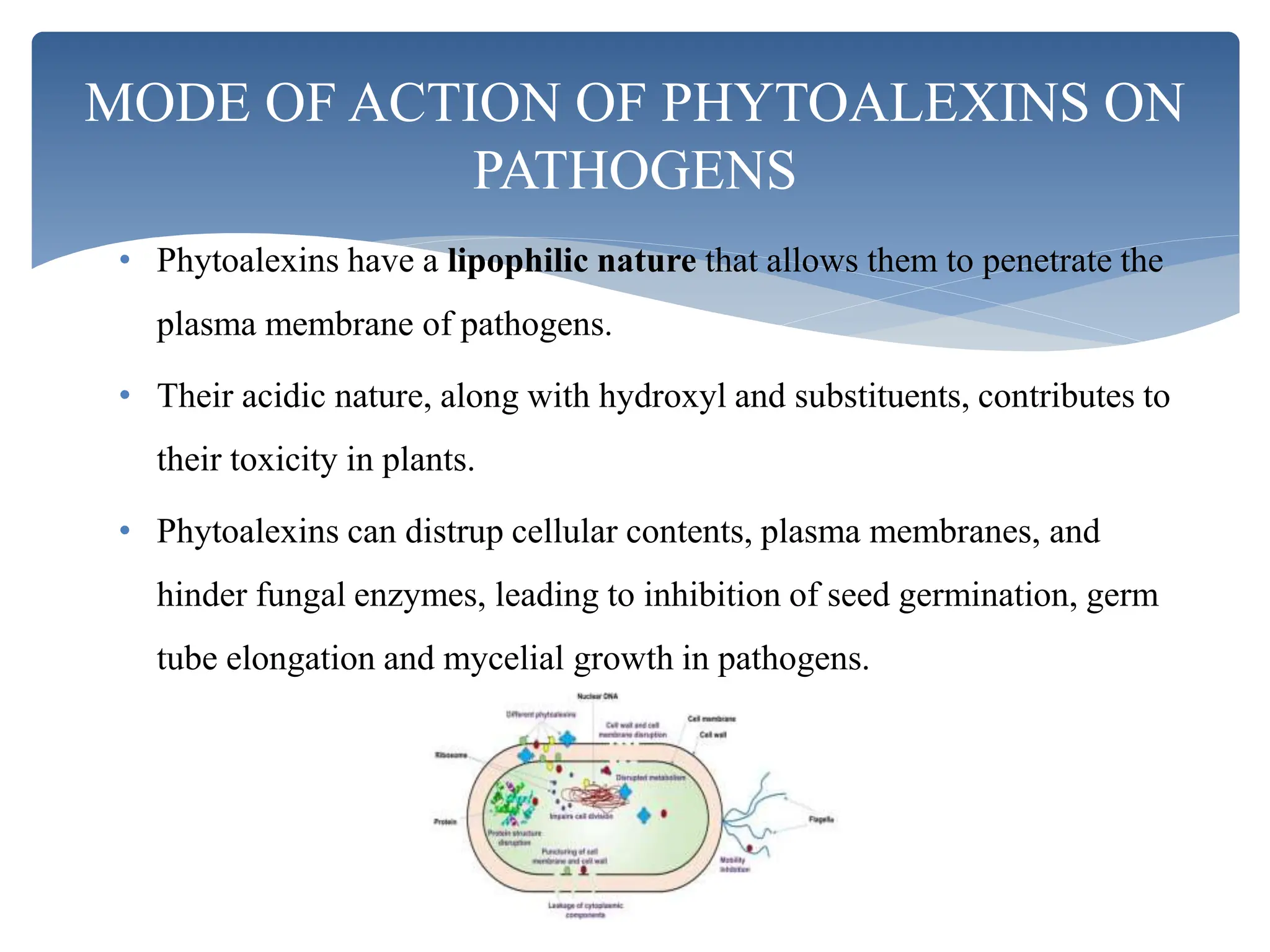 Phytoalexin , its types and importance.. | PPTX