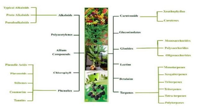Phytochemicals | PPTX | Herbs and Supplements | Alternative Medicine