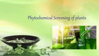 B Pharmacy Pharmacognocy Phytochemical Screening of Plants | PPT