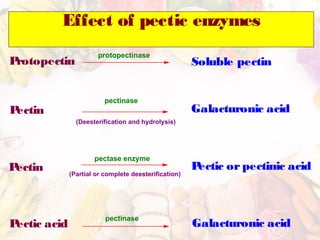Phytochemistry of carbohydrates ii | PPT