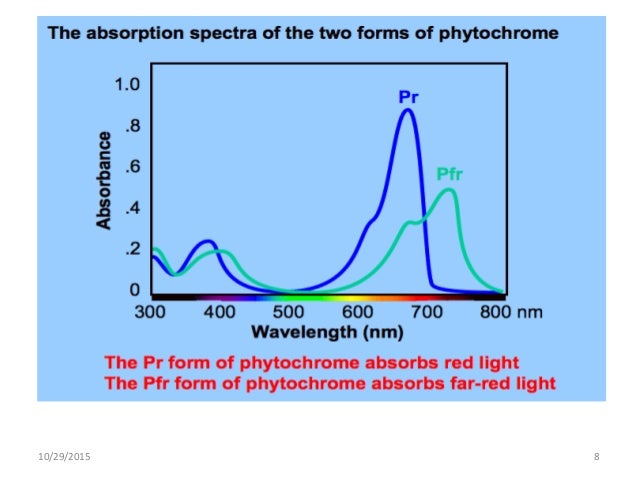 Phytochrome