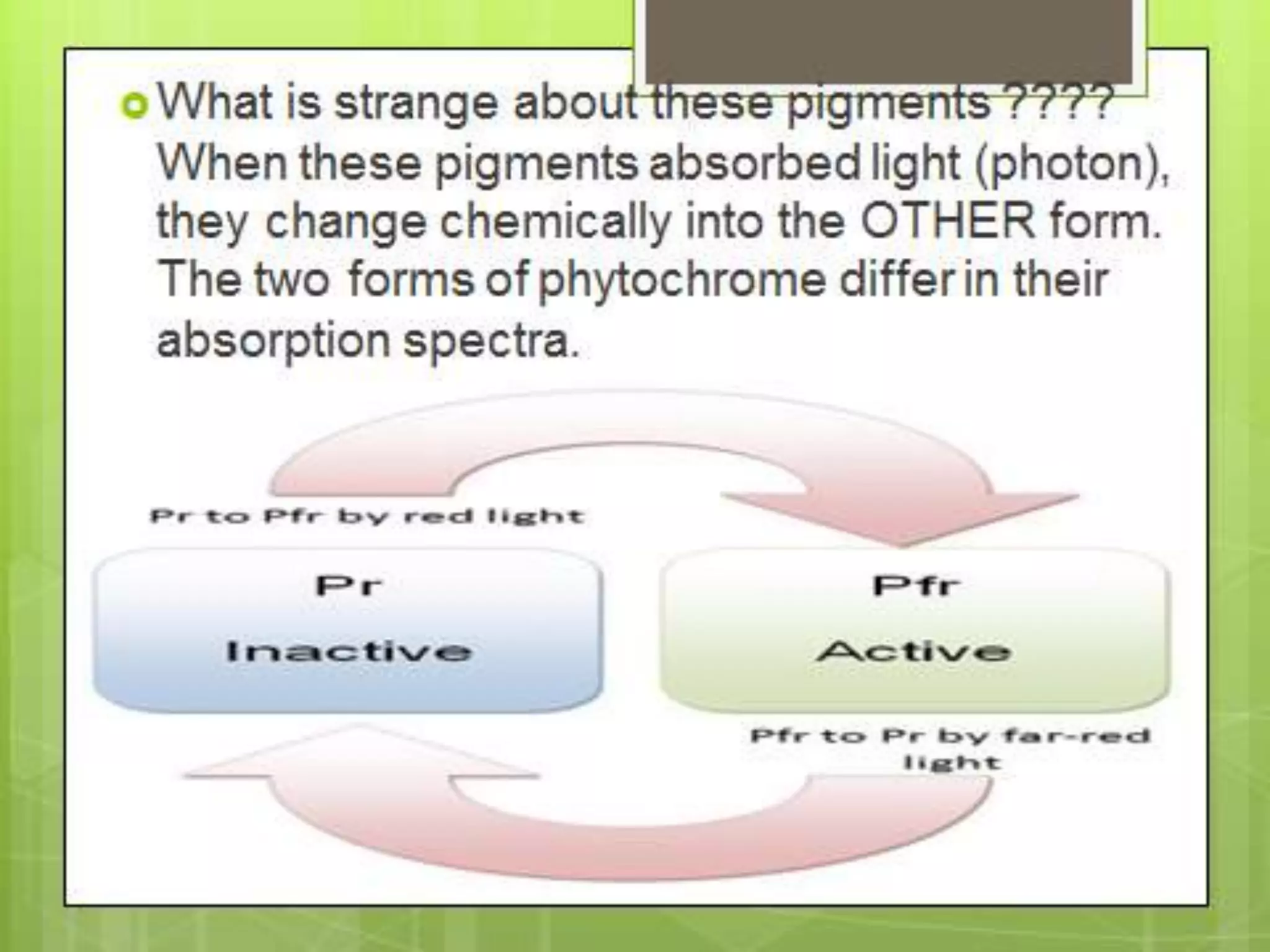 PHYTOCHROME STRUCTURE AND FUNCTION BY NOUR DEEB | PPTX