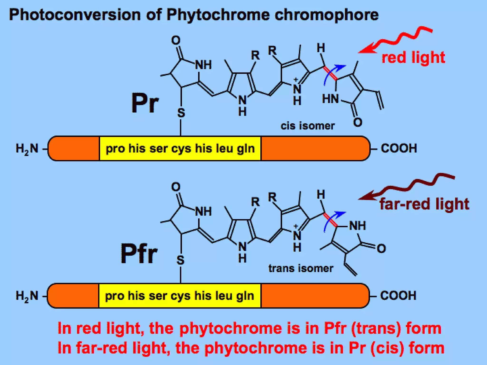 PHYTOCHROME STRUCTURE AND FUNCTION BY NOUR DEEB | PPTX