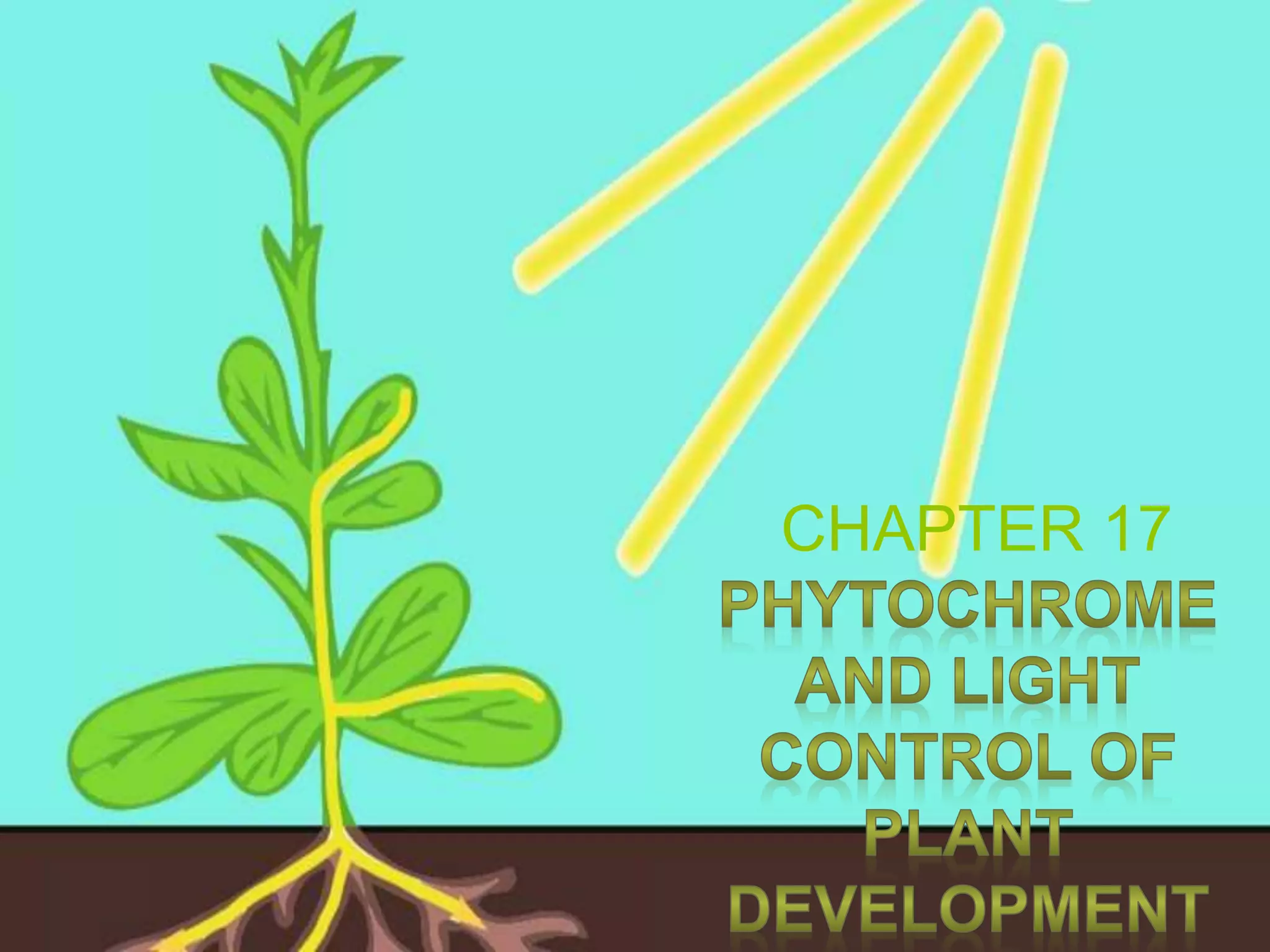 PHYTOCHROME STRUCTURE AND FUNCTION BY NOUR DEEB | PPTX