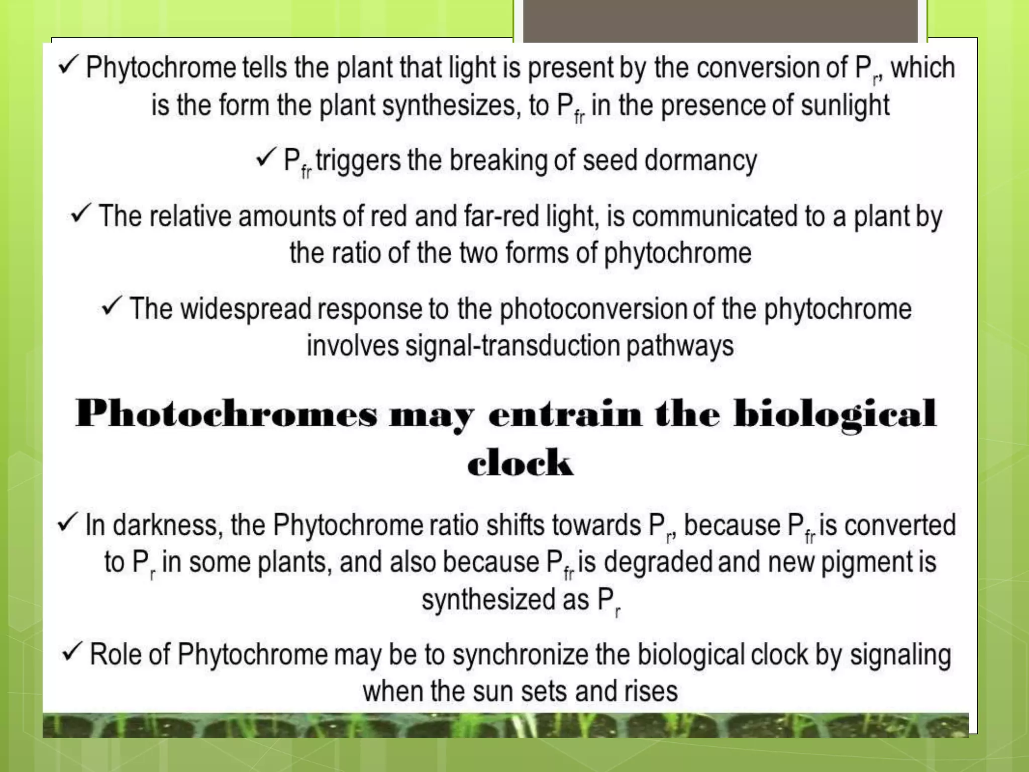 PHYTOCHROME STRUCTURE AND FUNCTION BY NOUR DEEB | PPTX
