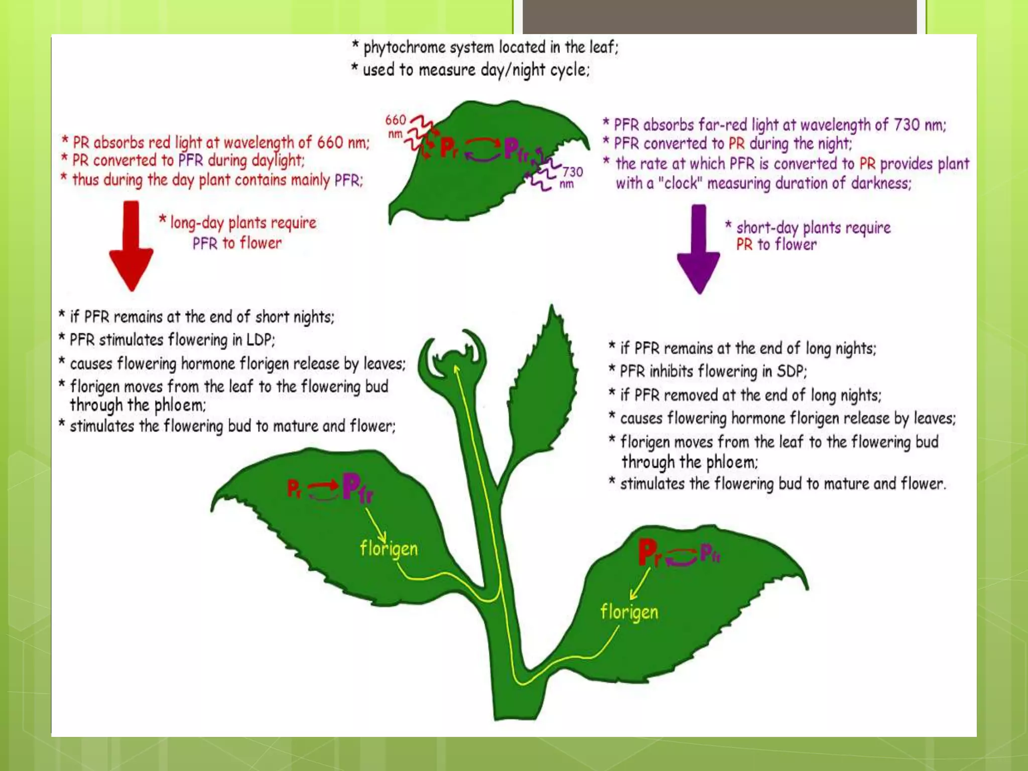 PHYTOCHROME STRUCTURE AND FUNCTION BY NOUR DEEB | PPTX