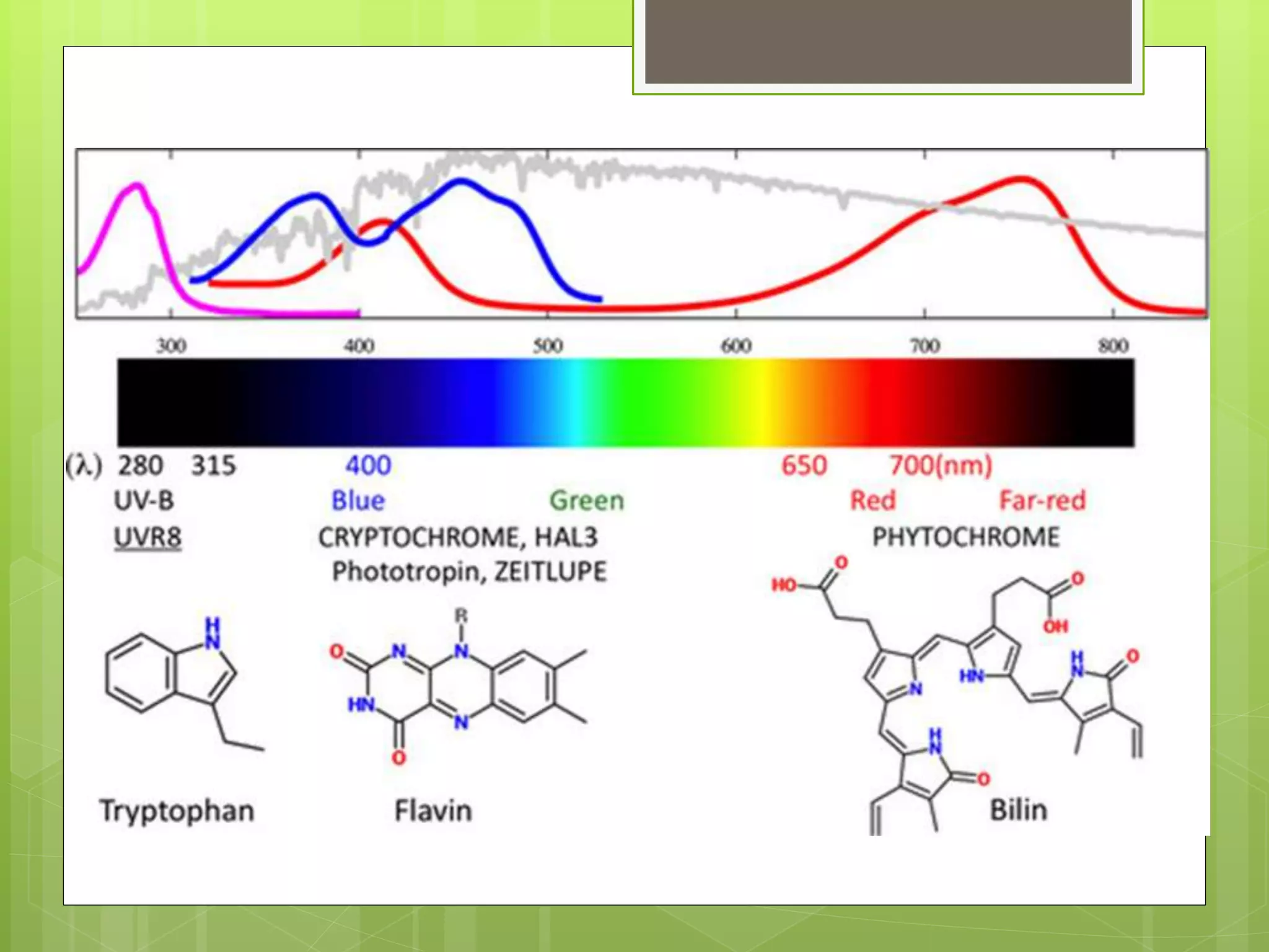 PHYTOCHROME STRUCTURE AND FUNCTION BY NOUR DEEB | PPTX