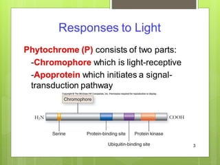 PHYTOCHROME STRUCTURE AND FUNCTION BY NOUR DEEB | PPTX