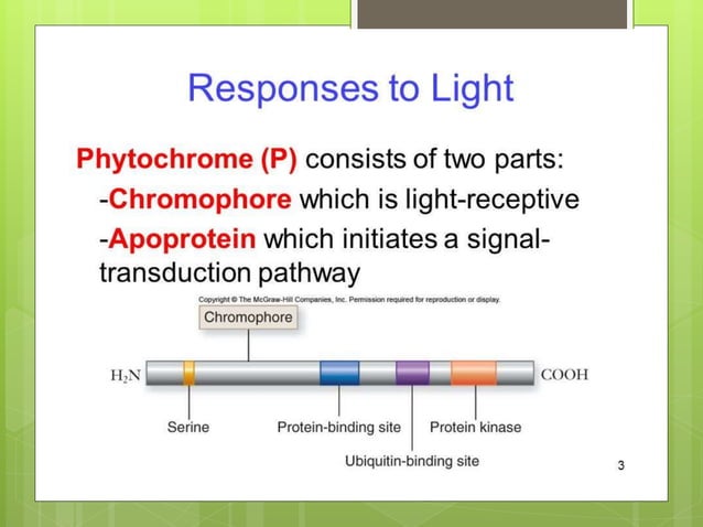Phytochrome Structure And Function By Nour Deeb Pptx
