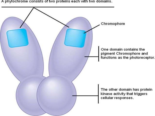 Phytochrome Structure And Function By Nour Deeb Pptx