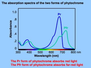 PHYTOCHROME STRUCTURE AND FUNCTION BY NOUR DEEB | PPTX