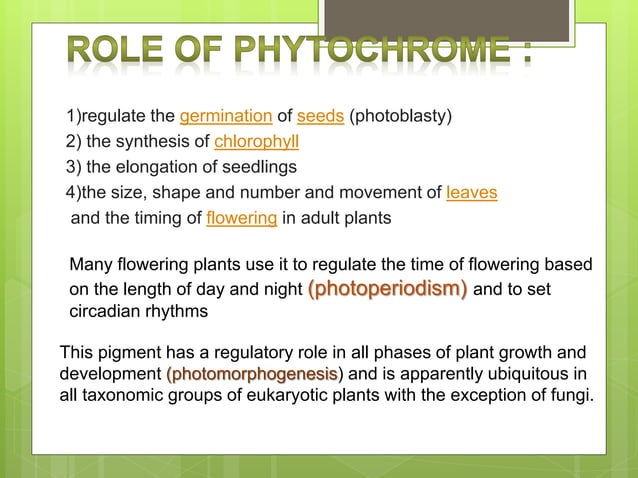 Phytochrome Structure And Function By Nour Deeb Pptx
