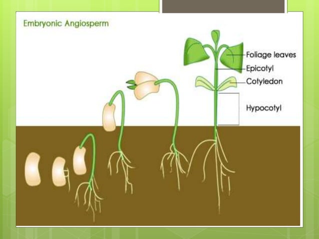 Phytochrome Structure And Function By Nour Deeb Pptx