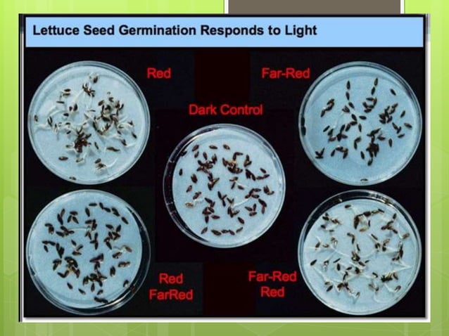 Phytochrome Structure And Function By Nour Deeb Pptx