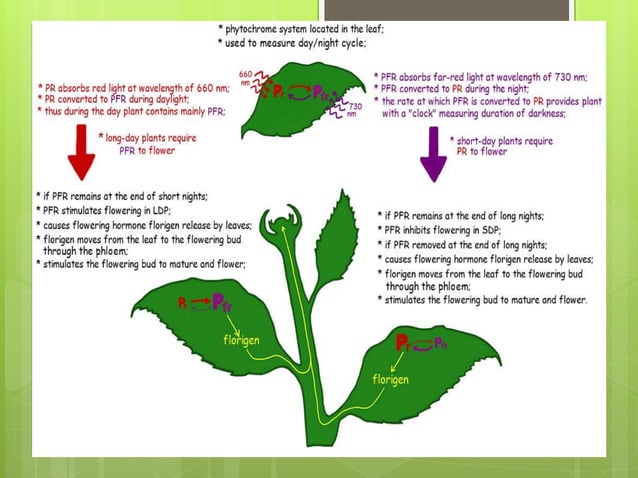 Phytochrome Structure And Function By Nour Deeb Pptx