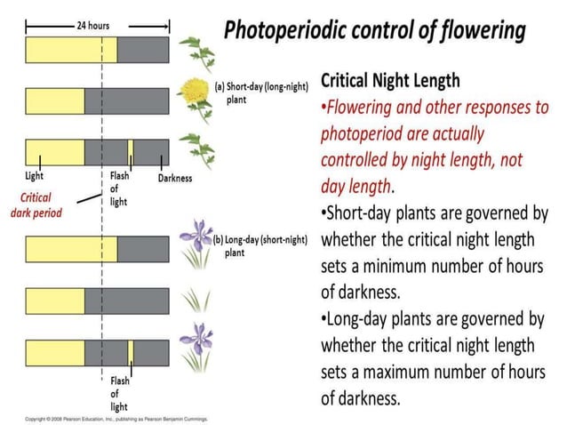 Phytochrome Structure And Function By Nour Deeb Pptx