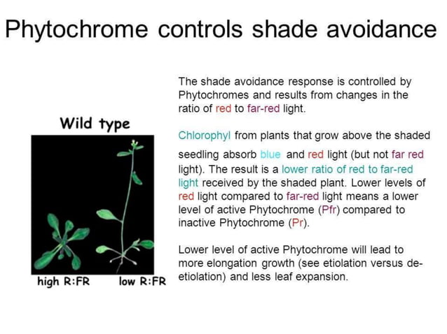Phytochrome Structure And Function By Nour Deeb Pptx