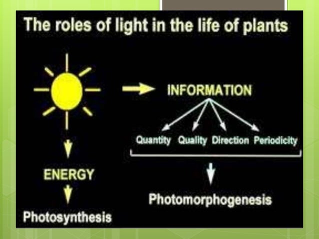 Phytochrome Structure And Function By Nour Deeb Pptx