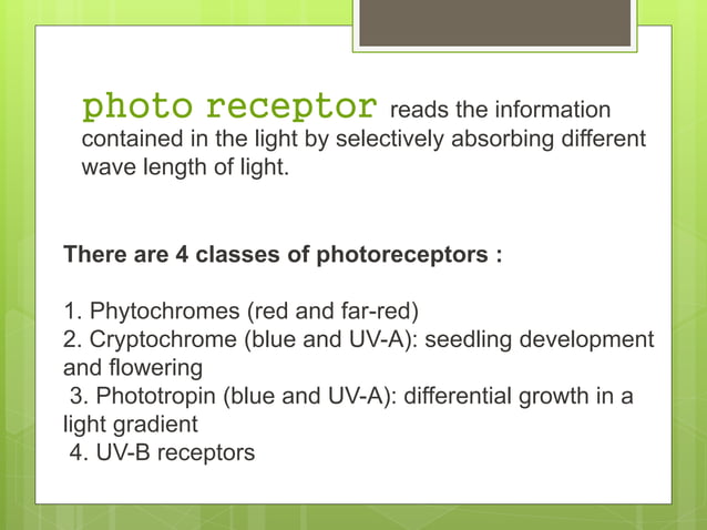 Phytochrome Structure And Function By Nour Deeb Pptx