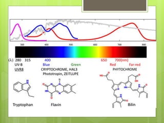 PHYTOCHROME STRUCTURE AND FUNCTION BY NOUR DEEB | PPTX