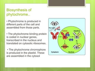 PHYTOCHROME STRUCTURE AND FUNCTION BY NOUR DEEB | PPTX
