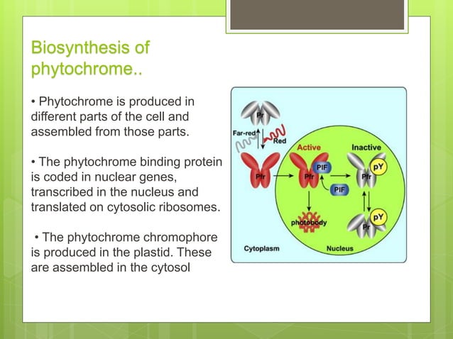 Phytochrome Structure And Function By Nour Deeb Pptx