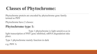 Phytochrome | PPTX