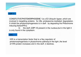 Phytochrome.ppt | Free Download