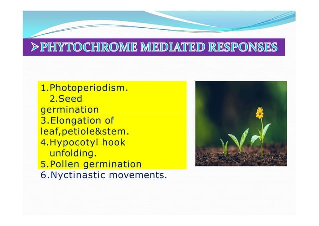 Phytochrome.ppt