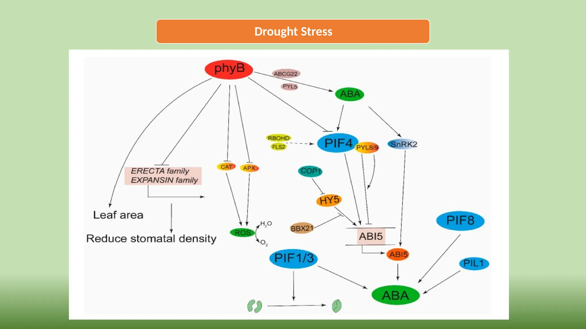 Phytochrome Signaling Pathways in Plants (Deeba, SKUAST-K) | PPTX