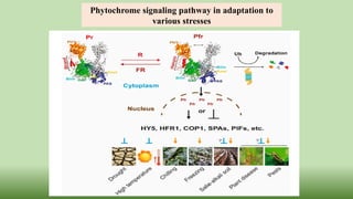 Phytochrome Signaling Pathways in Plants (Deeba, SKUAST-K) | PPTX