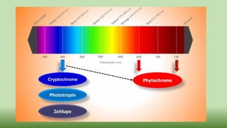 Phytochrome Signaling Pathways in Plants (Deeba, SKUAST-K) | PPTX
