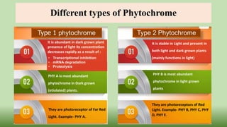 Phytochrome Signaling Pathways in Plants (Deeba, SKUAST-K) | PPTX