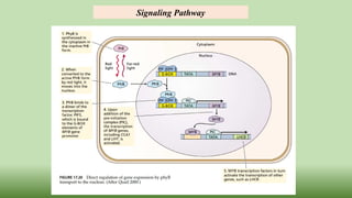 Phytochrome Signaling Pathways in Plants (Deeba, SKUAST-K) | PPTX